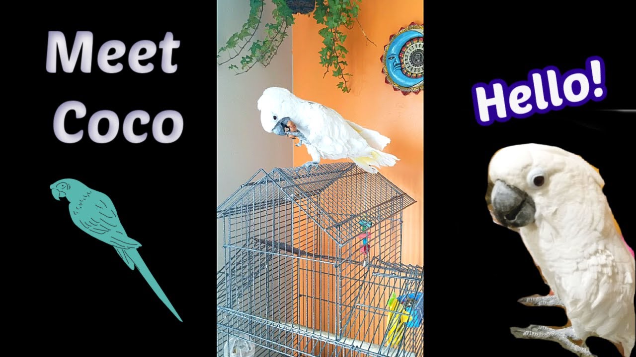 Meet Coco the Umbrella Cockatoo Bird | She Can Say Hi! | Parrot - YouTube
