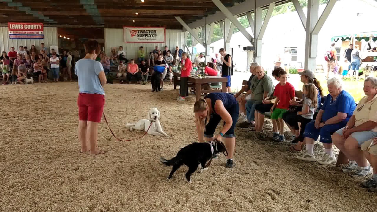 2017 Lewis County Fair Dog Show- Obedience and Tricks Categories - YouTube