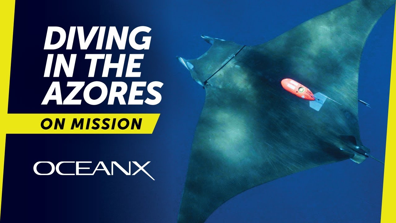 Free Diving in the Azores With Mysterious Devil Rays | On Mission - YouTube
