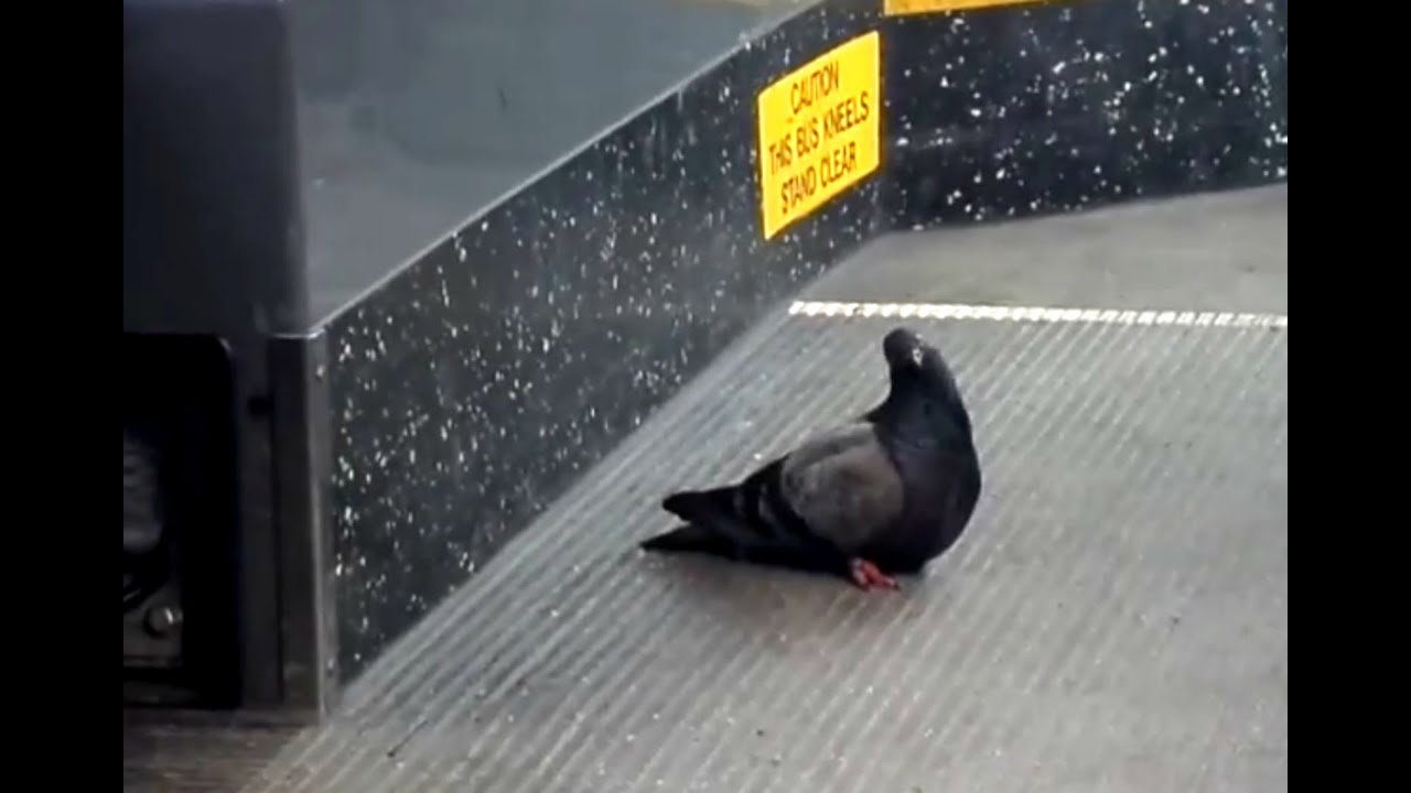 Pigeon rides Bus to Kings Plaza - YouTube