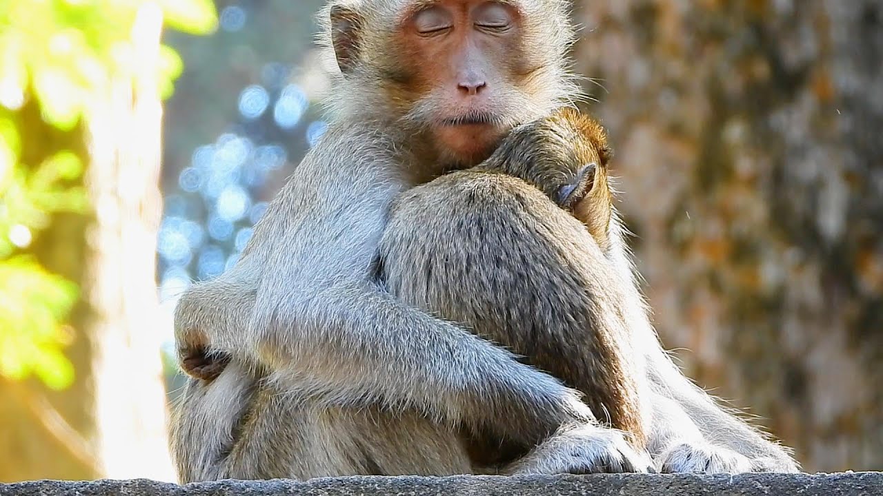 Baby of BuTon Monkey feel not good and mum help to huge baby for sleep ...
