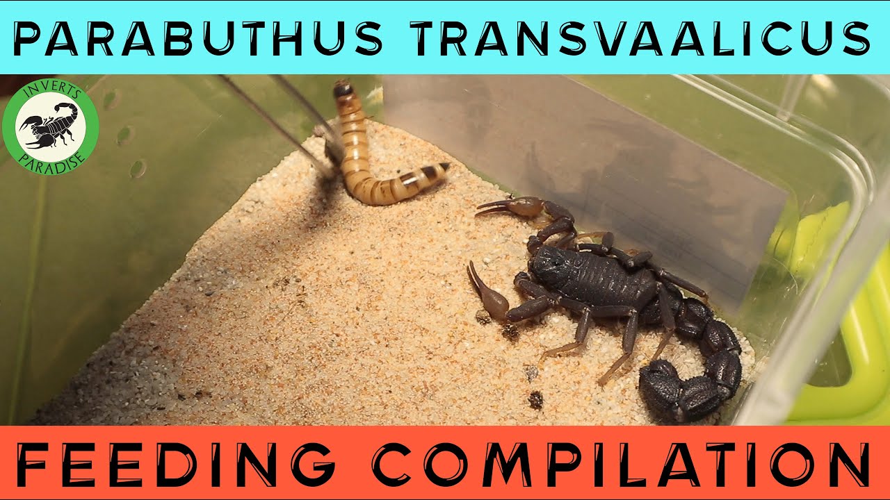 Parabuthus Transvaalicus