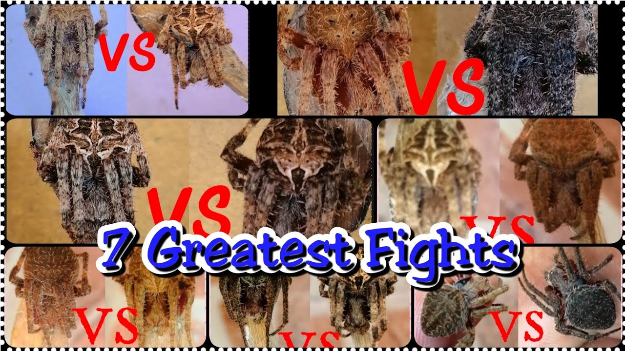 Epic Fights - Spider Greatest Fight | 69 - YouTube