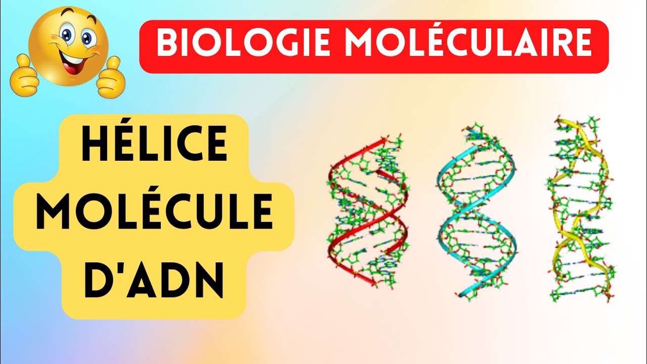 Biologie moléculaire : Hélice Molécule d'ADN - YouTube