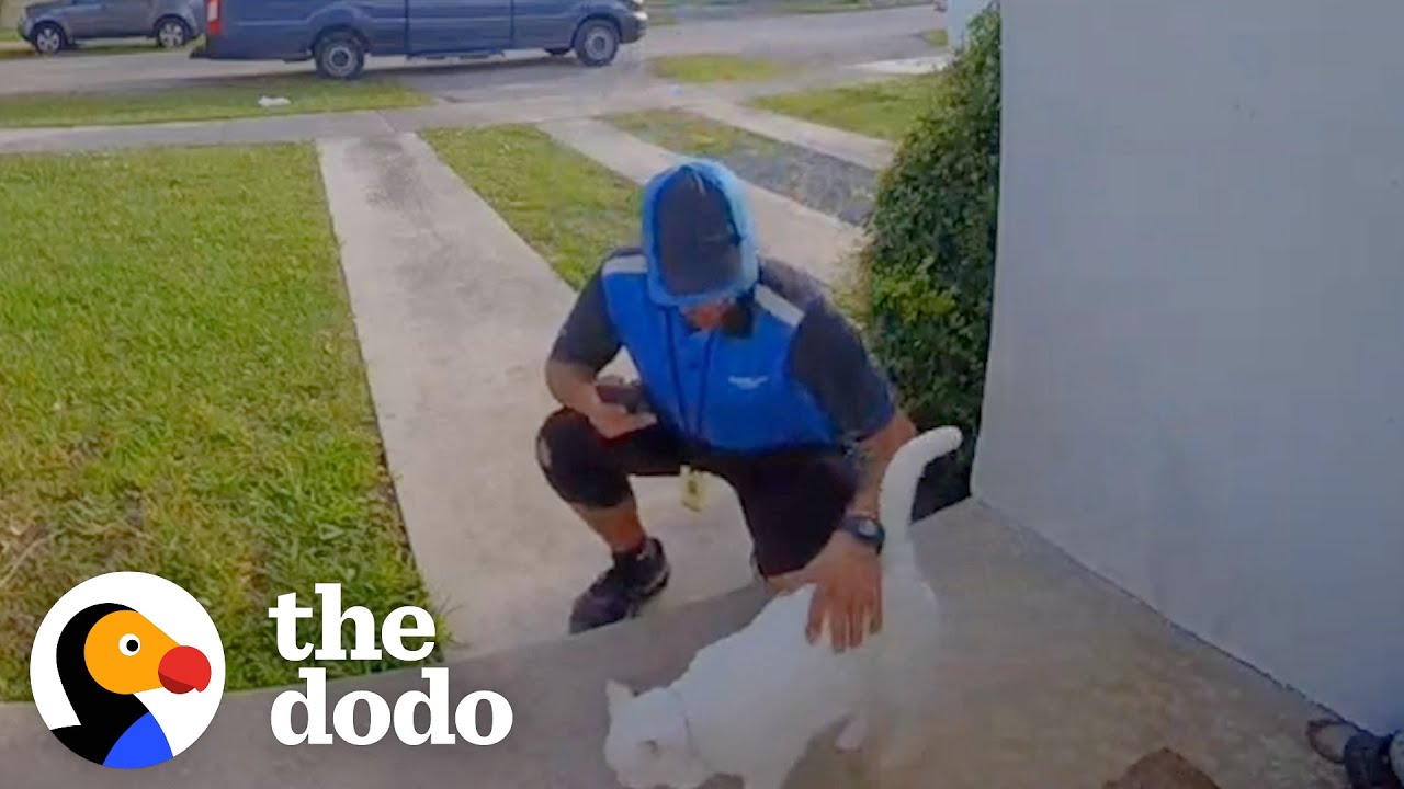 Cat Caught Greeting Delivery Drivers On Camera | The Dodo Cat Crazy ...