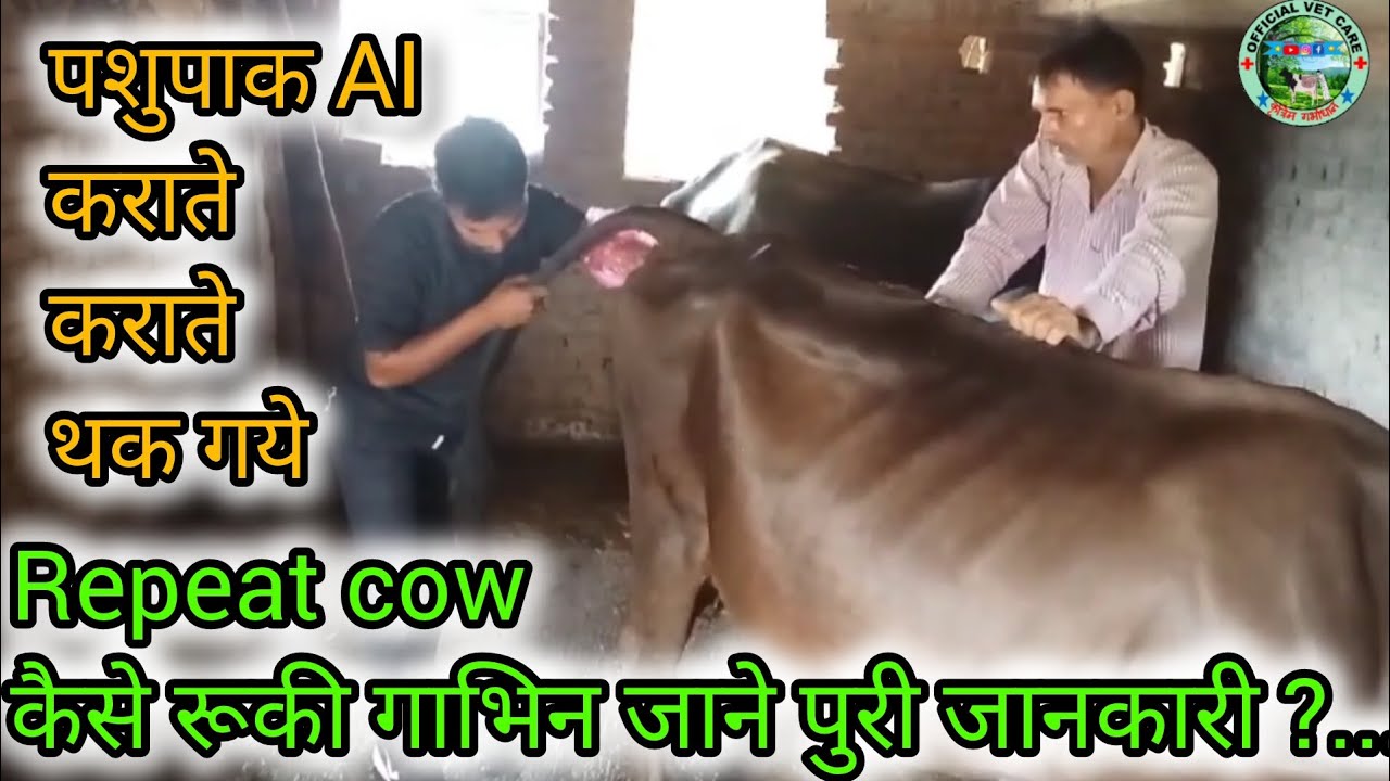 cow repeat breading problem solve #cow #animals #officialvetcare - YouTube