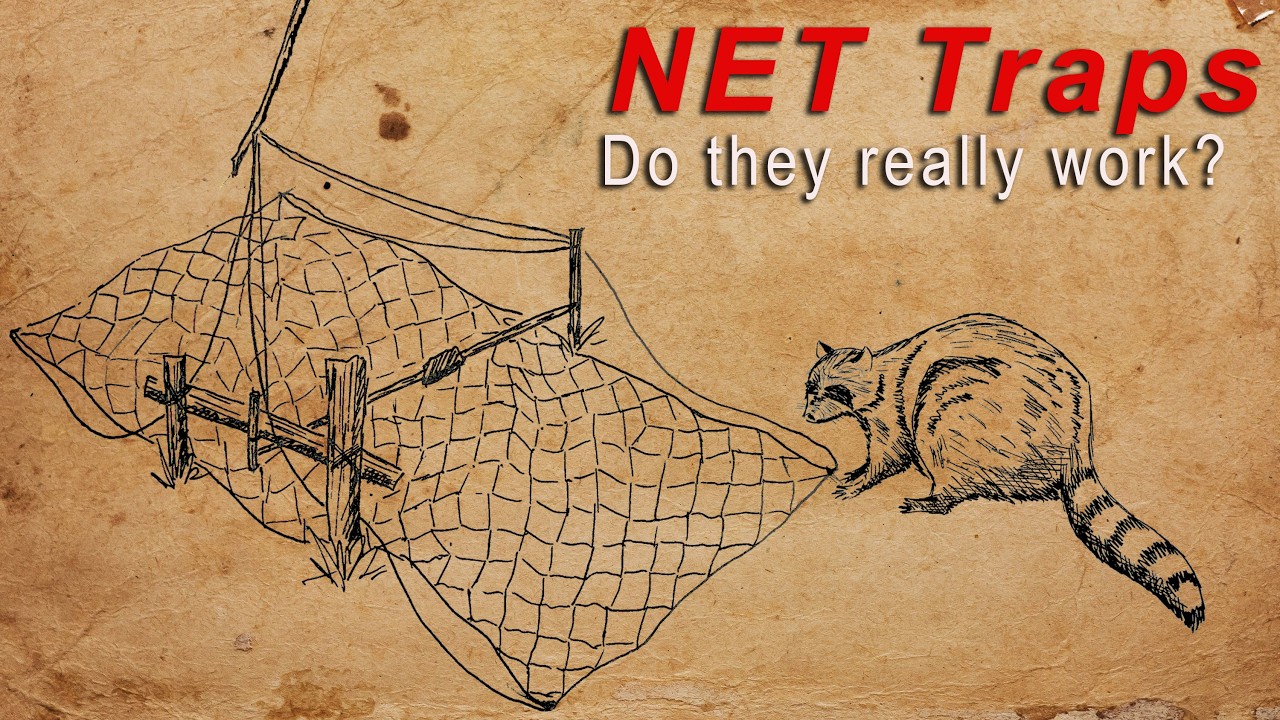 Using Classic Net Traps To Catch Raccoons In ACTION - YouTube