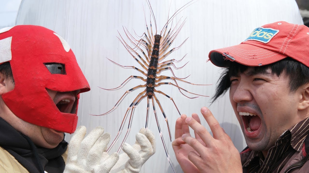 세상에서 가장 큰 돈벌레를 먹어보자!! 그리마!! (ft.다흑, 우파푸른하늘, 리도동동) House Centipede Catch ...