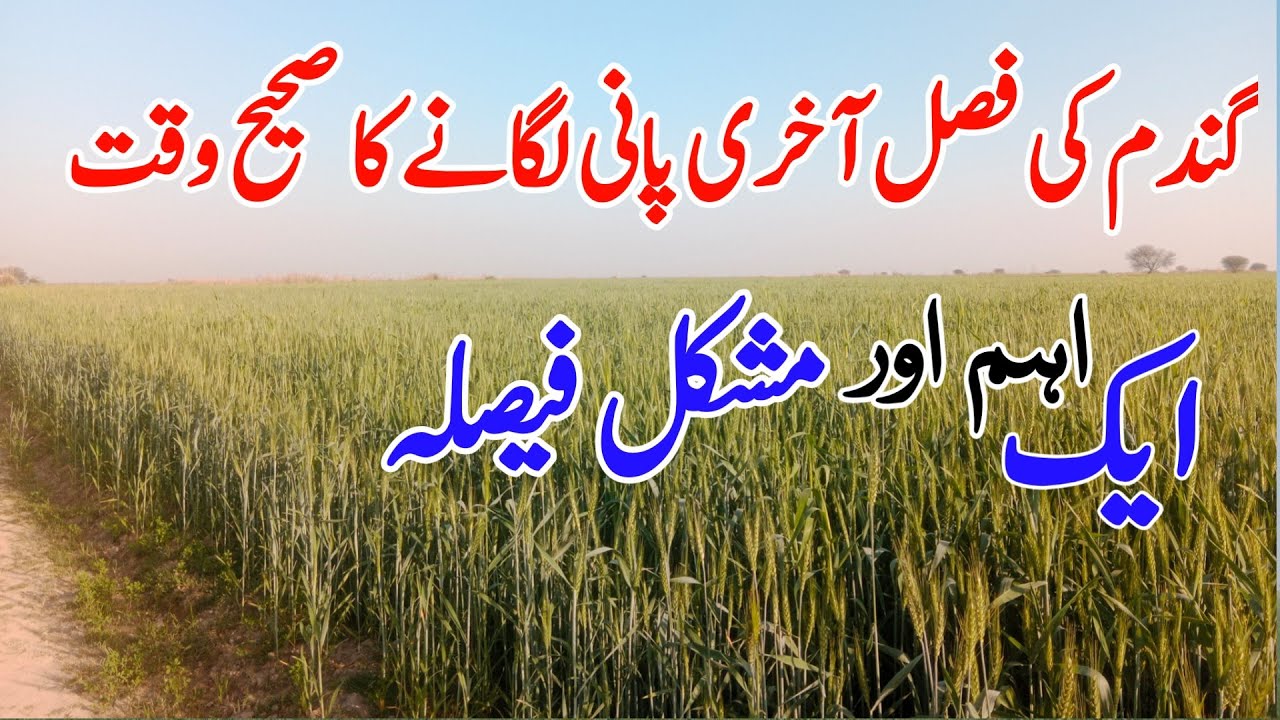 Beat time for last irrigation of wheat crop| - YouTube