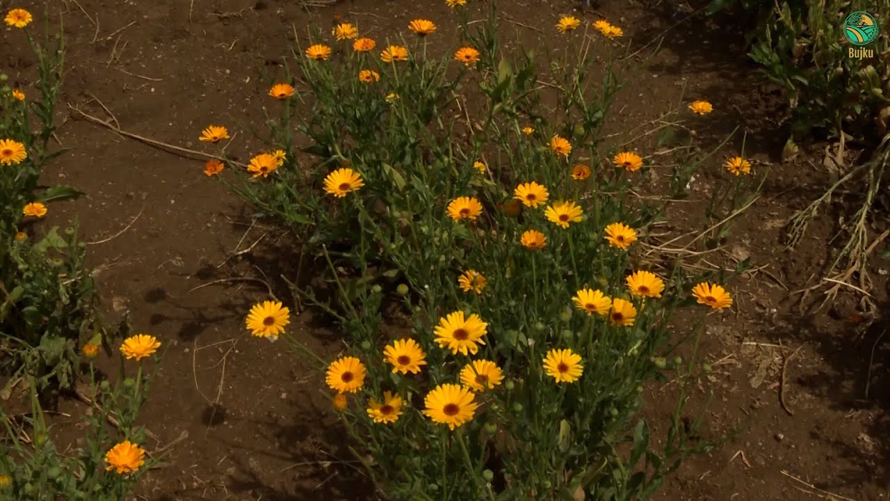 BUJKU - E la uniformen e FSK, për biznes të bimëve mjekuese, ku punesoj ...