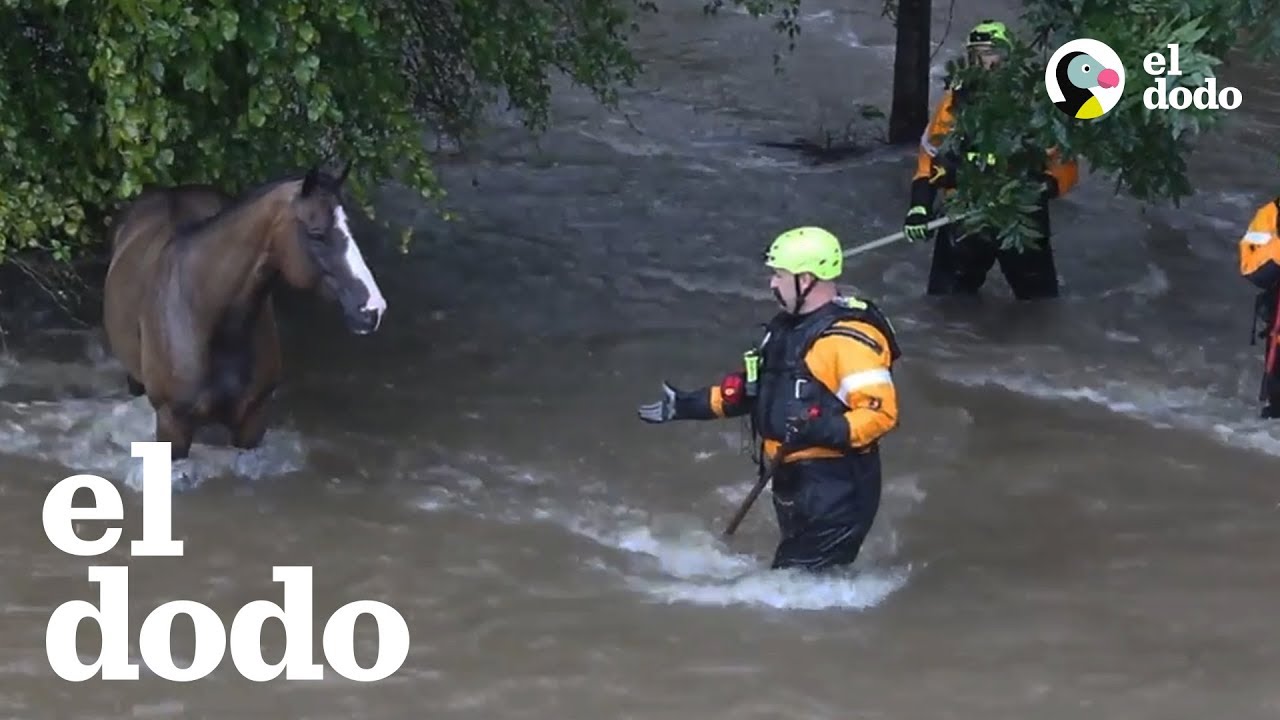 3 rescates de animales impresionantes