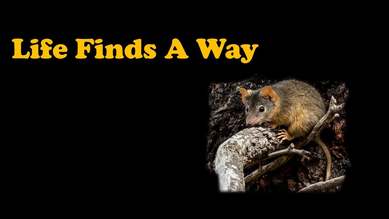 Life finds a way. - YouTube