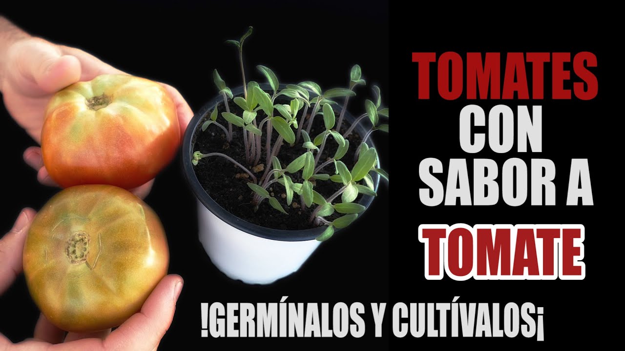 PLANTAR TOMATES desde SEMILLAS. ¡¡GERMINACIÓN en 5 DÍAS y posterior ...