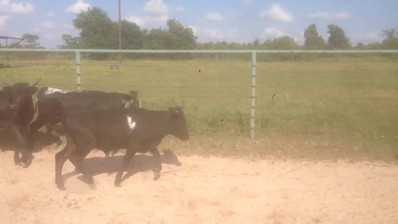 Corriente Roping Steers - YouTube