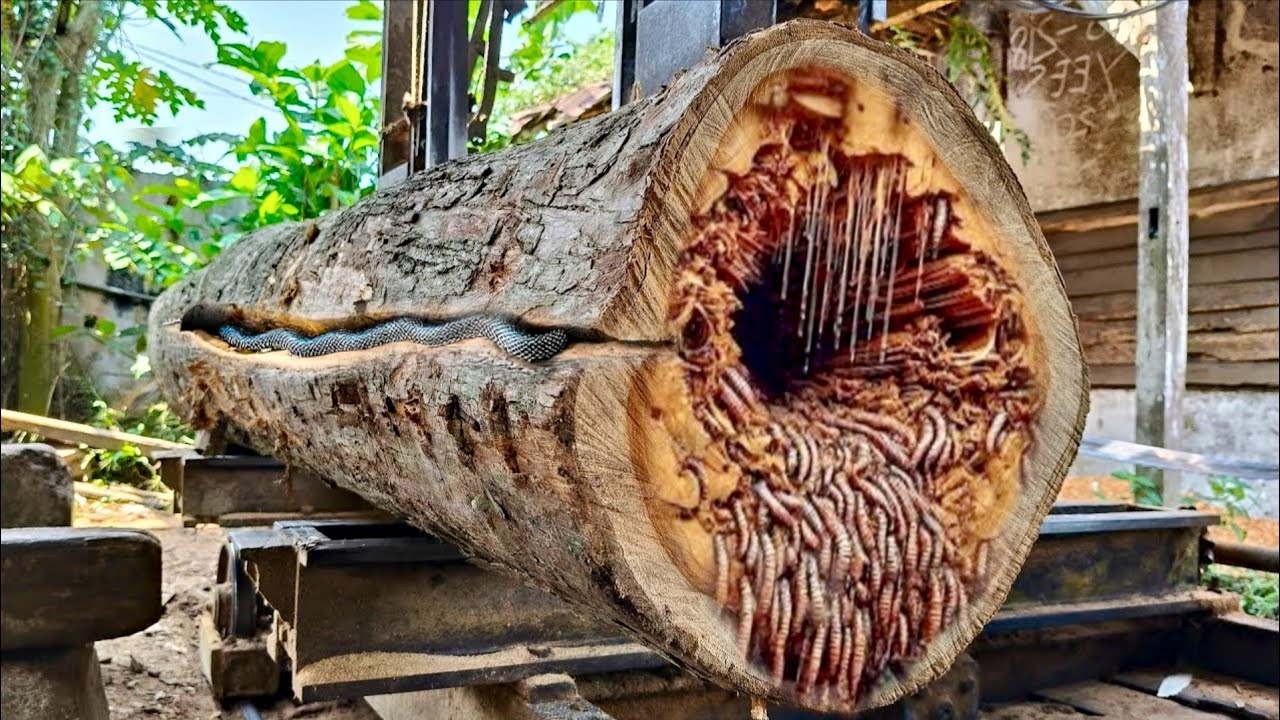 The horrific process at the sawmill !! cutting beautiful teak wood ...