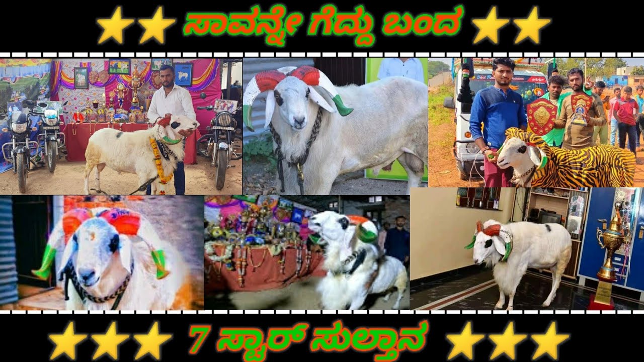 7 ಸ್ಟಾರ್ ಸುತಗುಂಡಾರ ಸುಲ್ತಾನ 🐏⭐|| 7 Star Sultan sheep 🐏 - YouTube