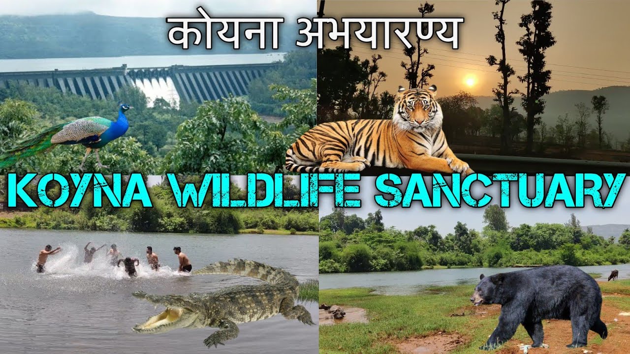 Koyna Wildlife Sanctuary|कोयना अभयारण्य|koyna dam|कोयना धरण|Rasati ...
