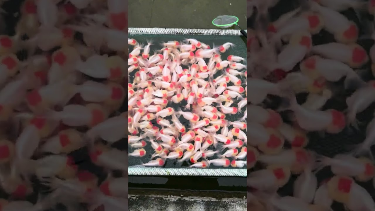 Wow Amazing! Koi Fish, Betta Fish, Aquarium, Gold Fish, Red Cap ||Tik ...