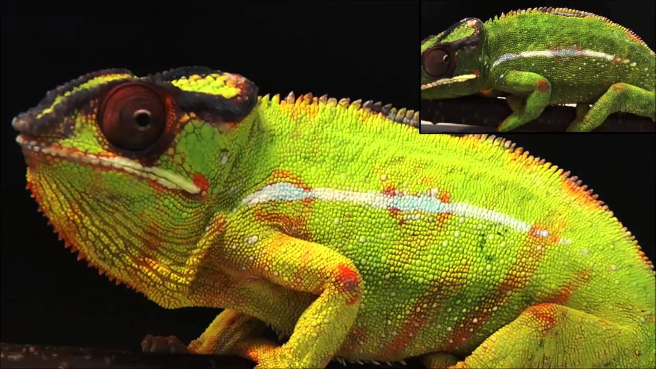 Nature Communications : Photonic crystals cause active colour change in ...