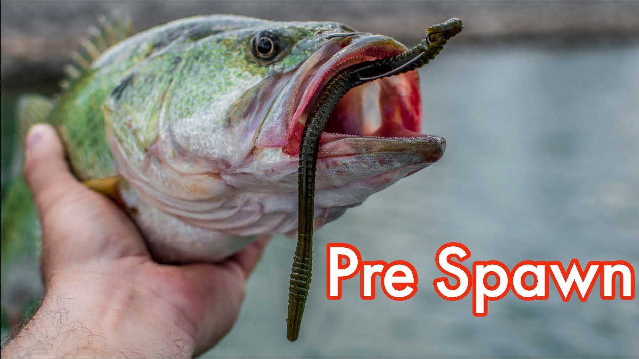 Pre Spawn Feeding Frenzy - YouTube