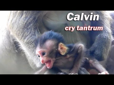 Abandon Calvin was kidnapped,Newborn Calvin cry tantrum because Casi ...
