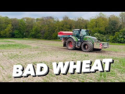 THE GOOD THE BAD AND THE UGLY WHEAT #AnswerAsAPercent 1502 - YouTube