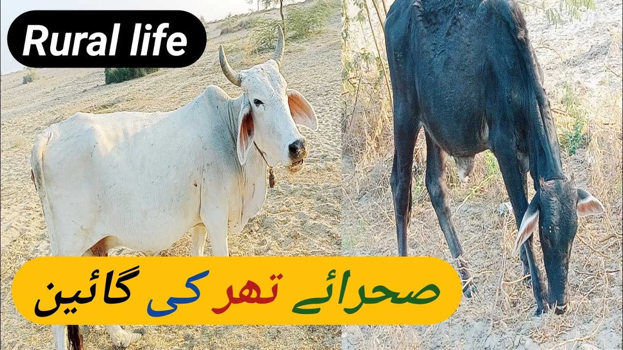 cow catle farm l white cow rohi l beautiful whit cow l cattle cow farm ...