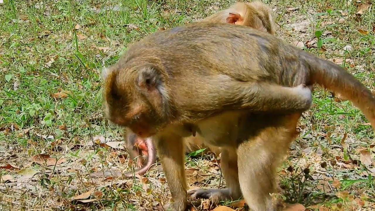 Oh the monkey very pain when bleeding after give birth - YouTube