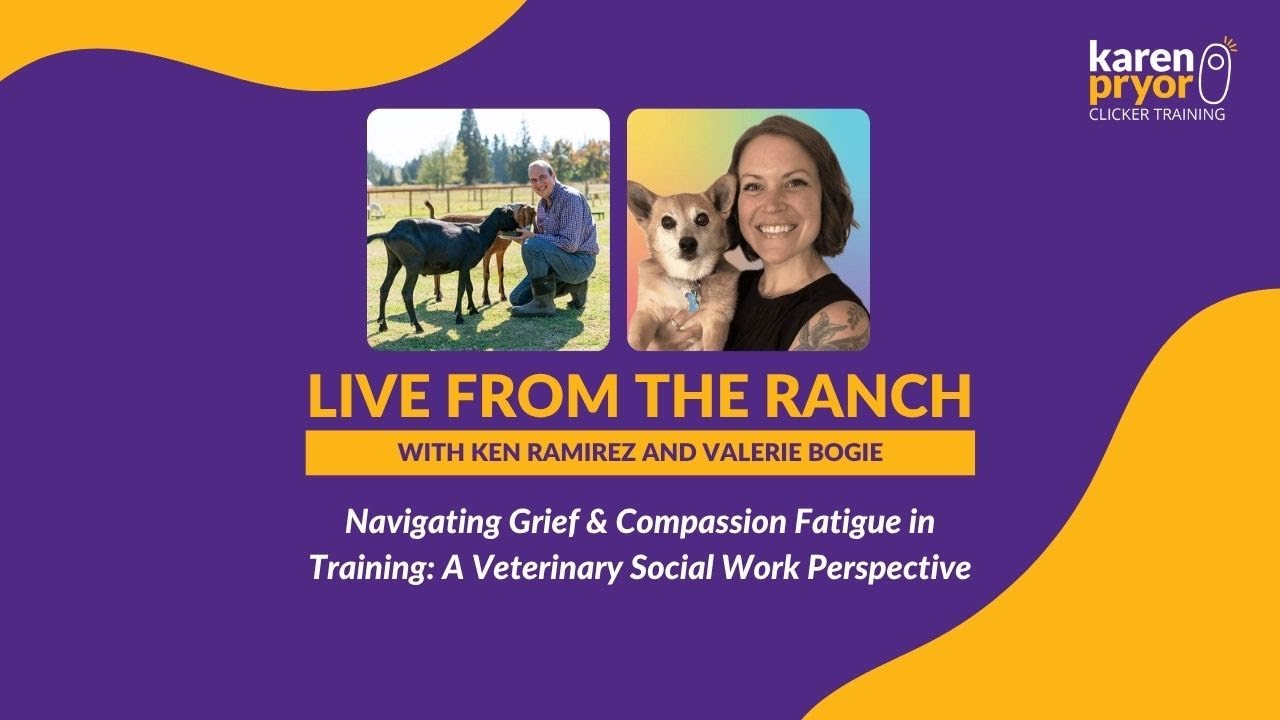 Navigating Grief & Compassion Fatigue in Training: A Veterinary Social ...