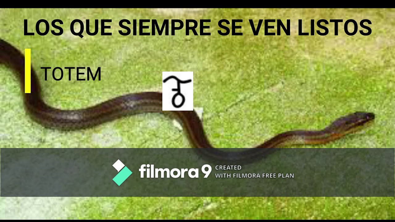 Clanes Wayuu, Totem y significados - YouTube