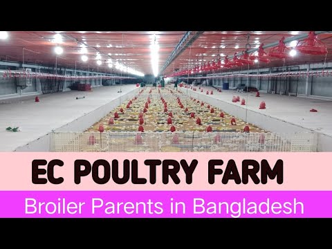 EC Poultry farm in Bangladesh | EC farm | Broiler parents in Bangladesh ...