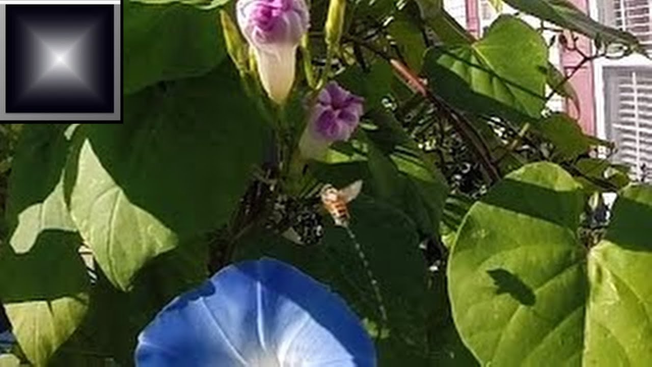 SHOCKING VIDEO Bee caught peeing on camera! - YouTube