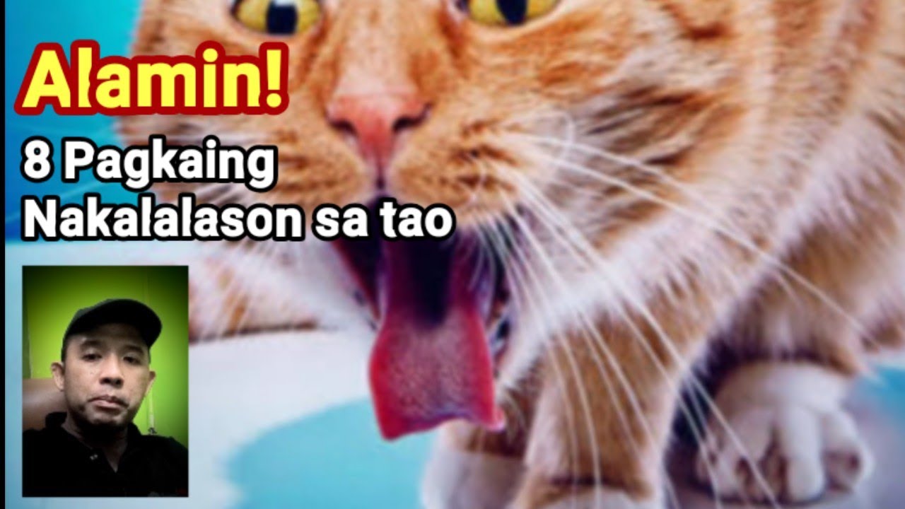 8 uri ng pagkaing nakalalason sa pusa. - YouTube