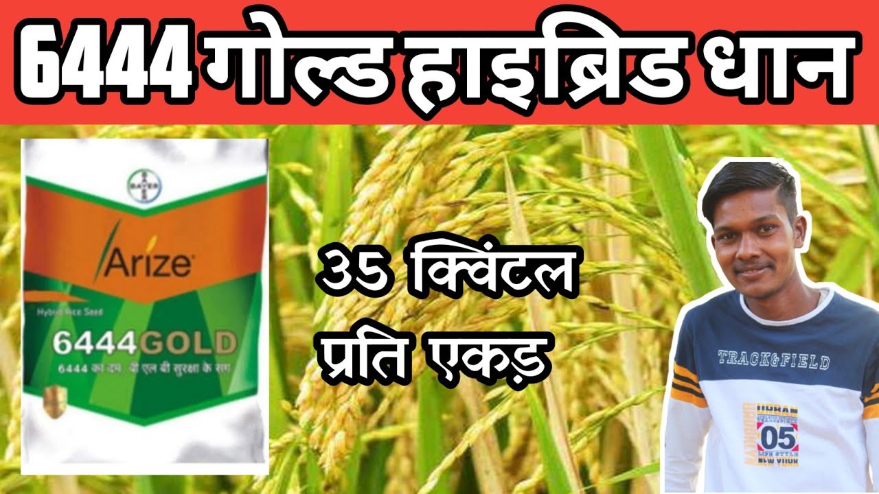 6444 धान किस्म|6444 gold dhan ki kheti|6444 gold paddy veriety|6444 ...