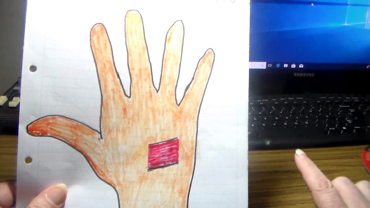 Anatomia p-guitarristas, palmar cutaneo por CRGomez - YouTube