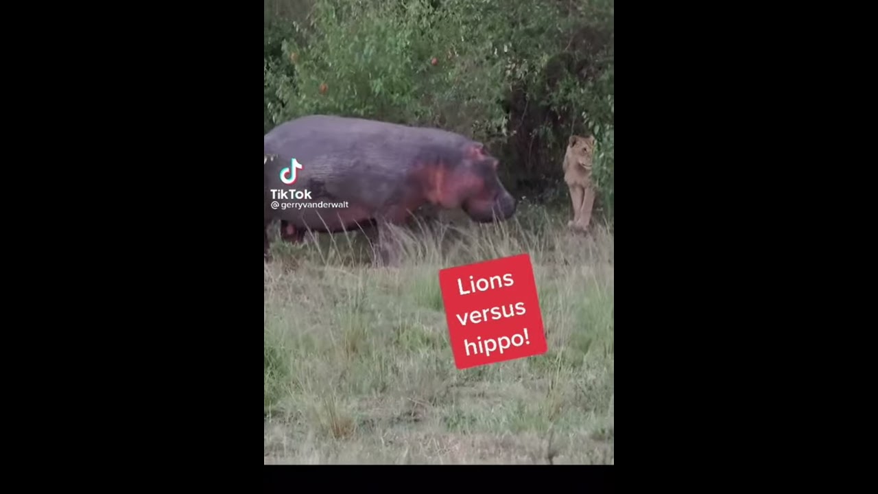 HIPPO vs LION Real Fight 2021 | Hippos Charging Lions | ANIMAL FIGHT ...