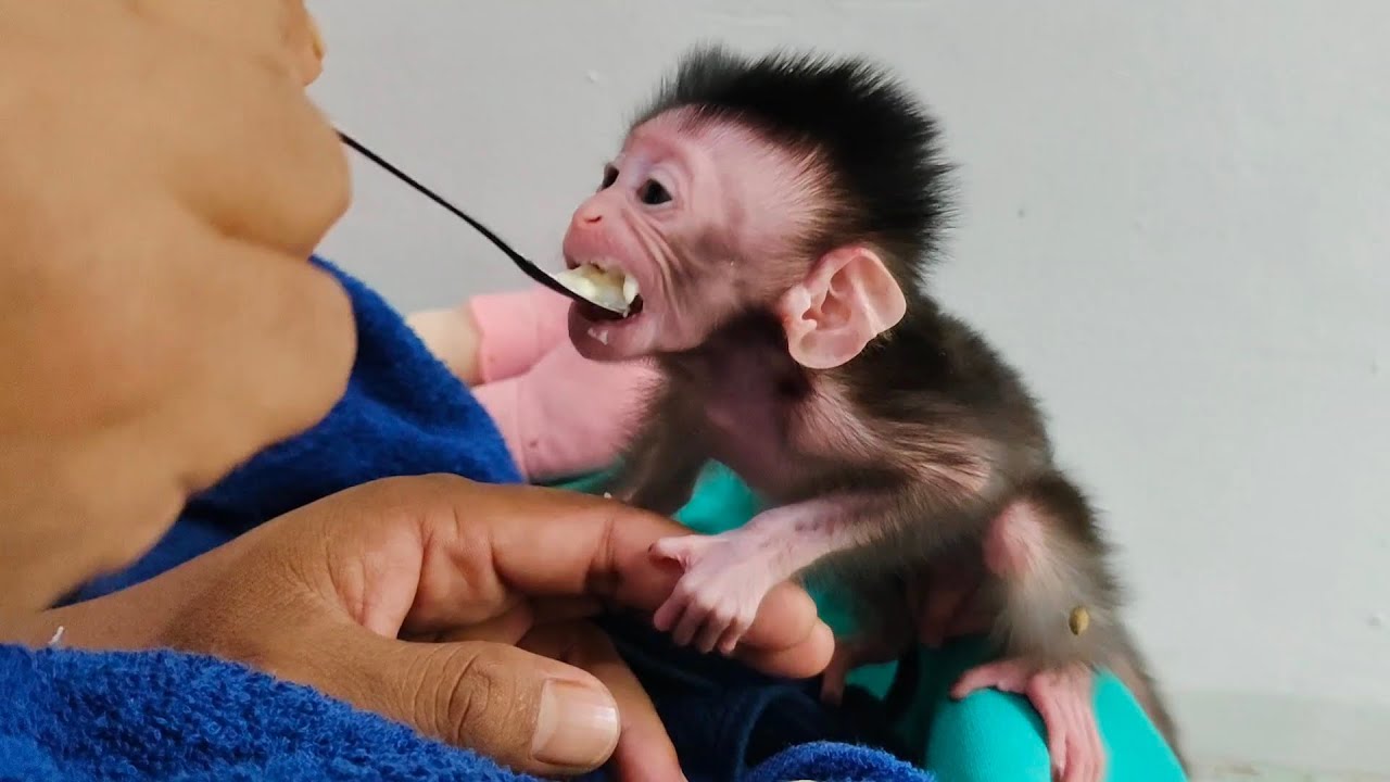 Routine teaches Mickey's new baby monkey to eat bubu, to be fat and ...