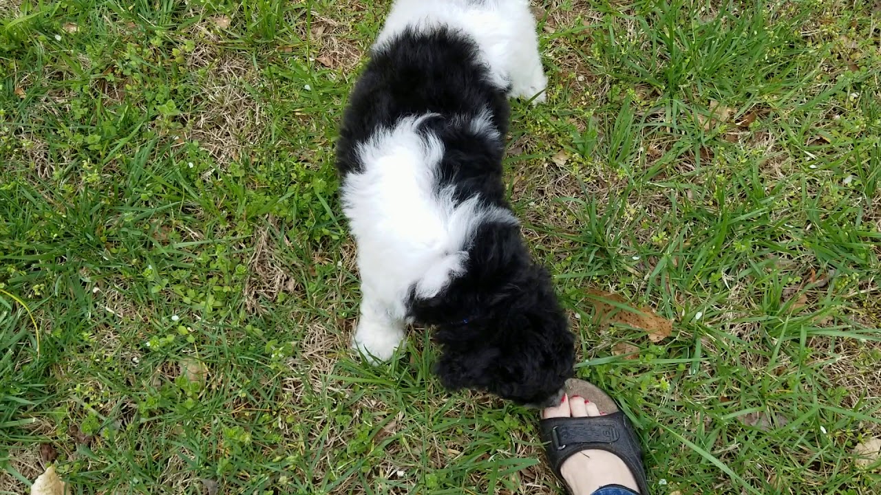 Silver/white male Parti Poodle 8 weeks old - YouTube