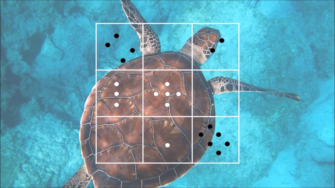 Ninja Turtle, Bagua Magic Square & Flying Star Meditation Metaphysics ...