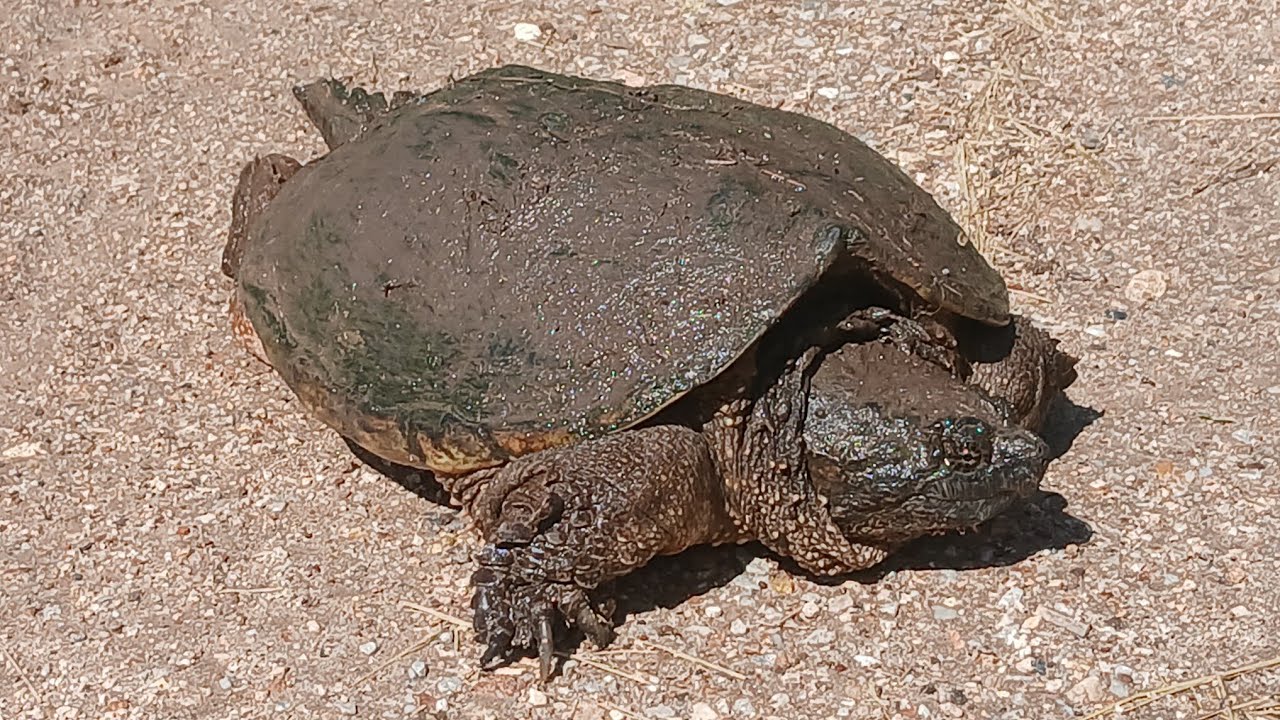 Big snapping turtle! - YouTube