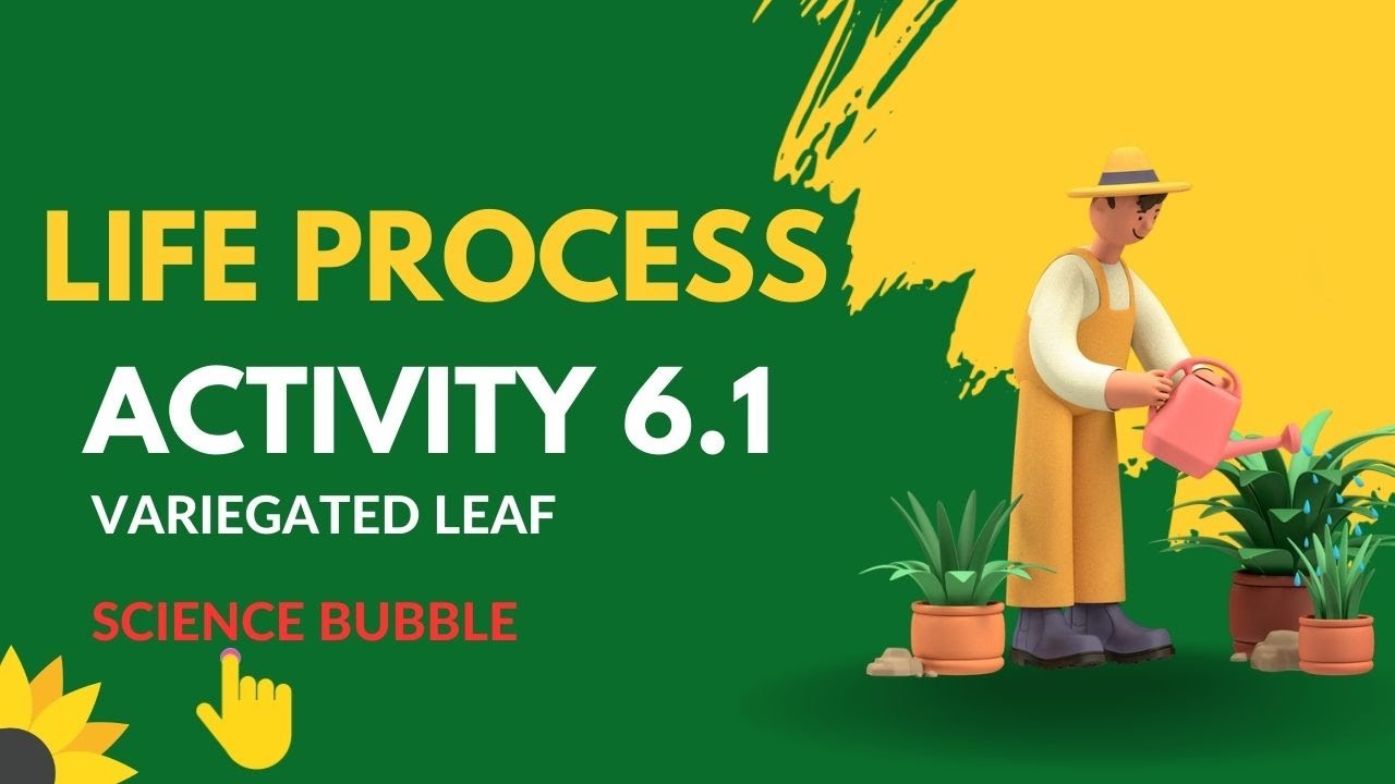 Life Process | class 10 | activity 6.1 | variegated Leaf #starch # ...