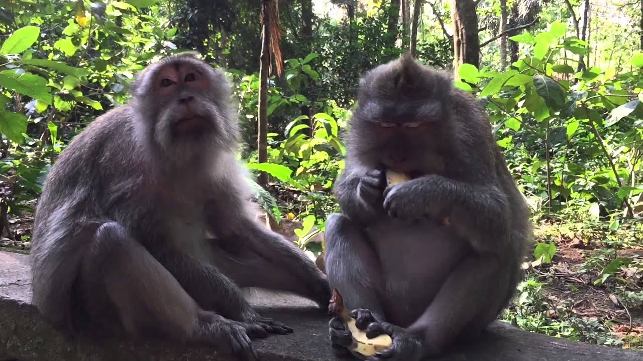 Monkey behavior - YouTube
