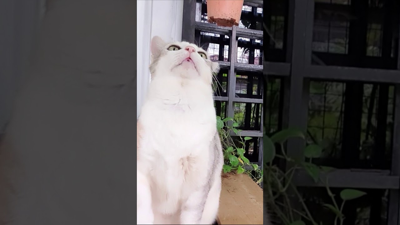 Flying fat cat l Funny and cute cat - YouTube