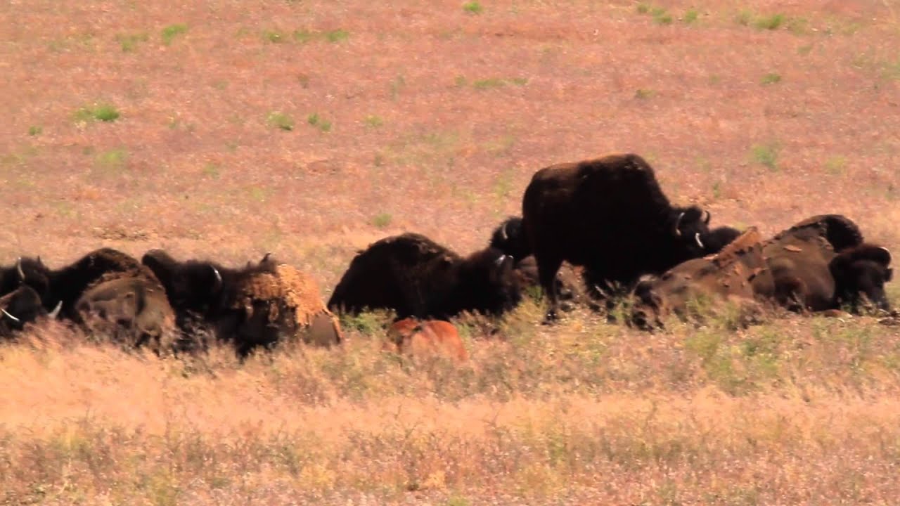 American Bison on Utah Buffalo Ranch - YouTube