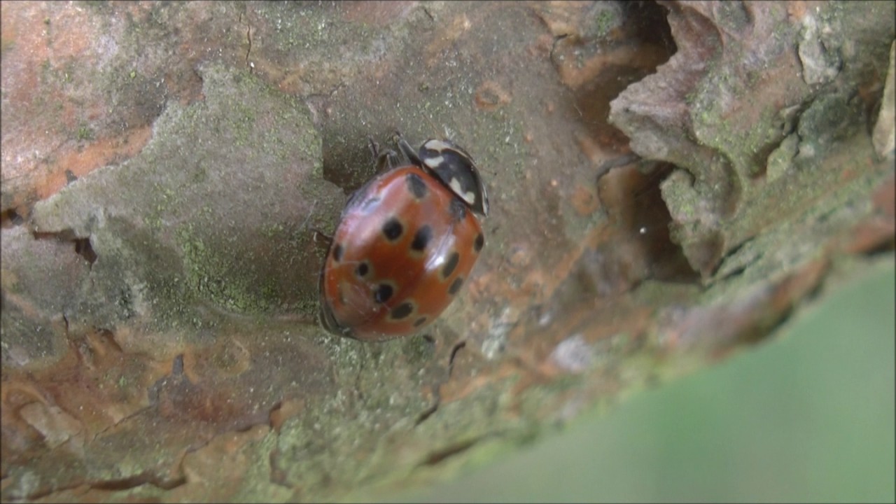 Eyed Ladybird Anatis ocellata foraging - YouTube