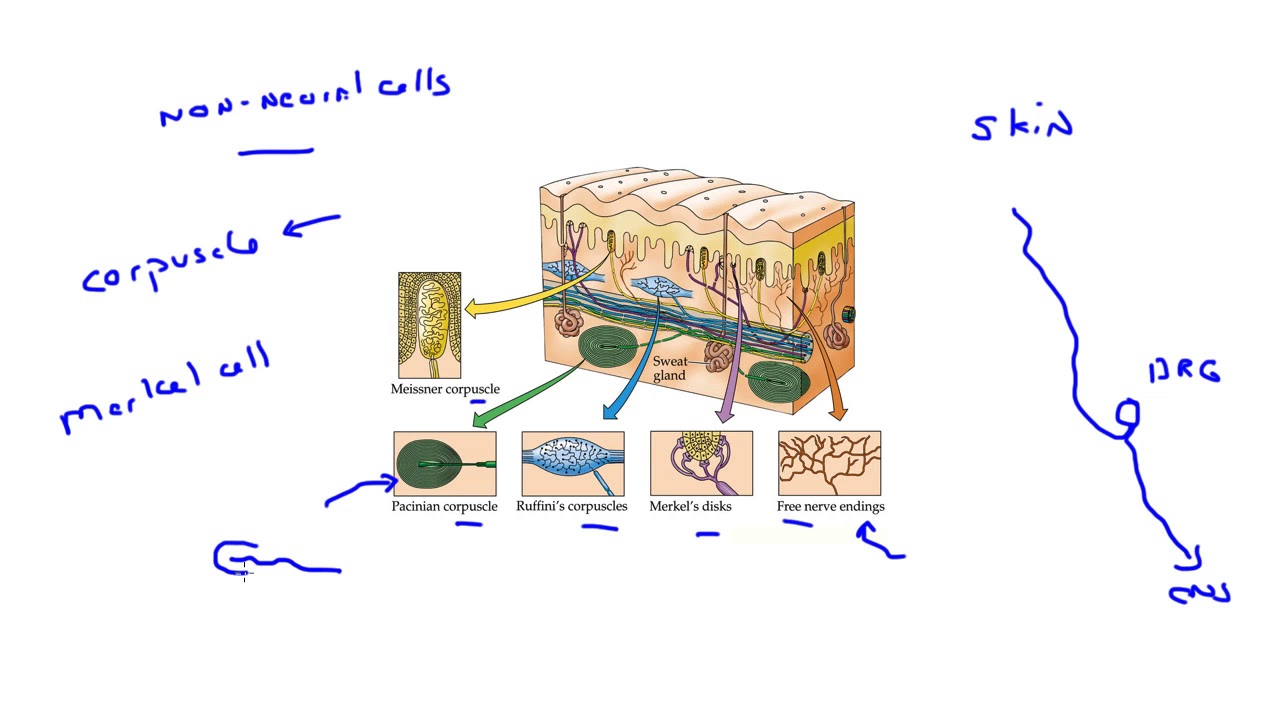 Week 12 4 Mechanoreceptors - YouTube