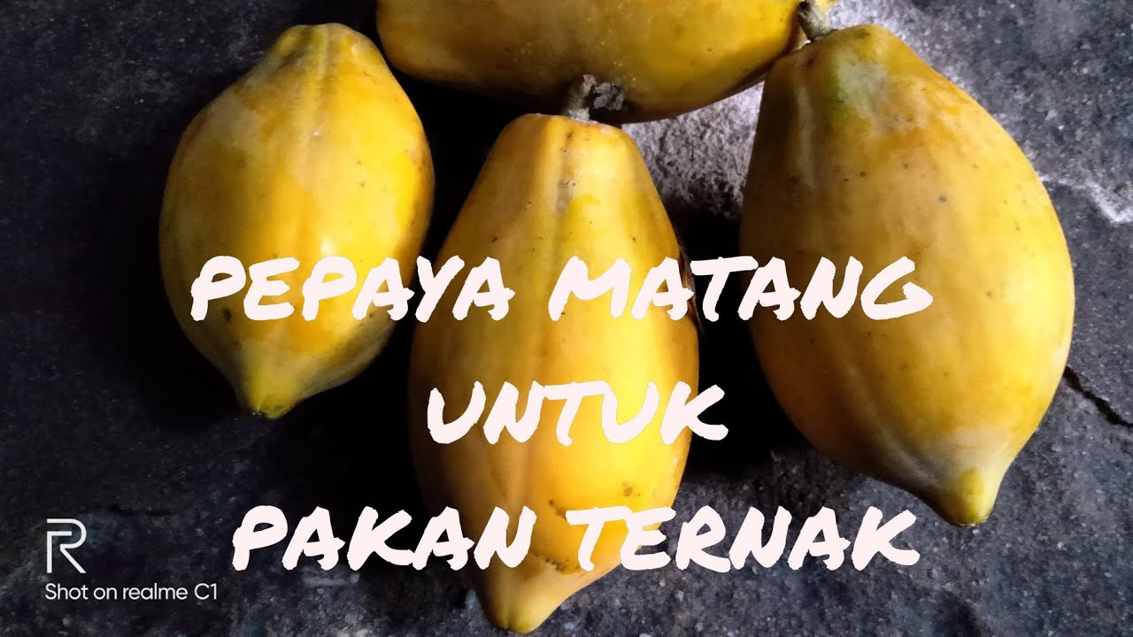 Pepaya Matang untuk pakan ternak - YouTube
