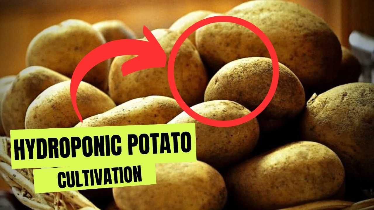 Potato Revolution: Hydroponic Gardening Unleashed - YouTube