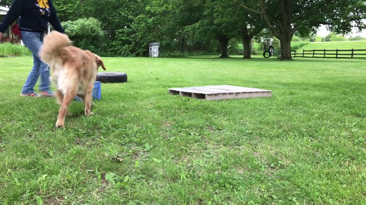 Novice 3 Obstacle Sequence - YouTube