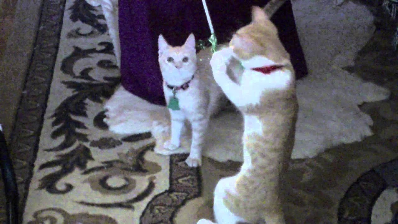 Buffy & Princess Gizmo 2. - YouTube